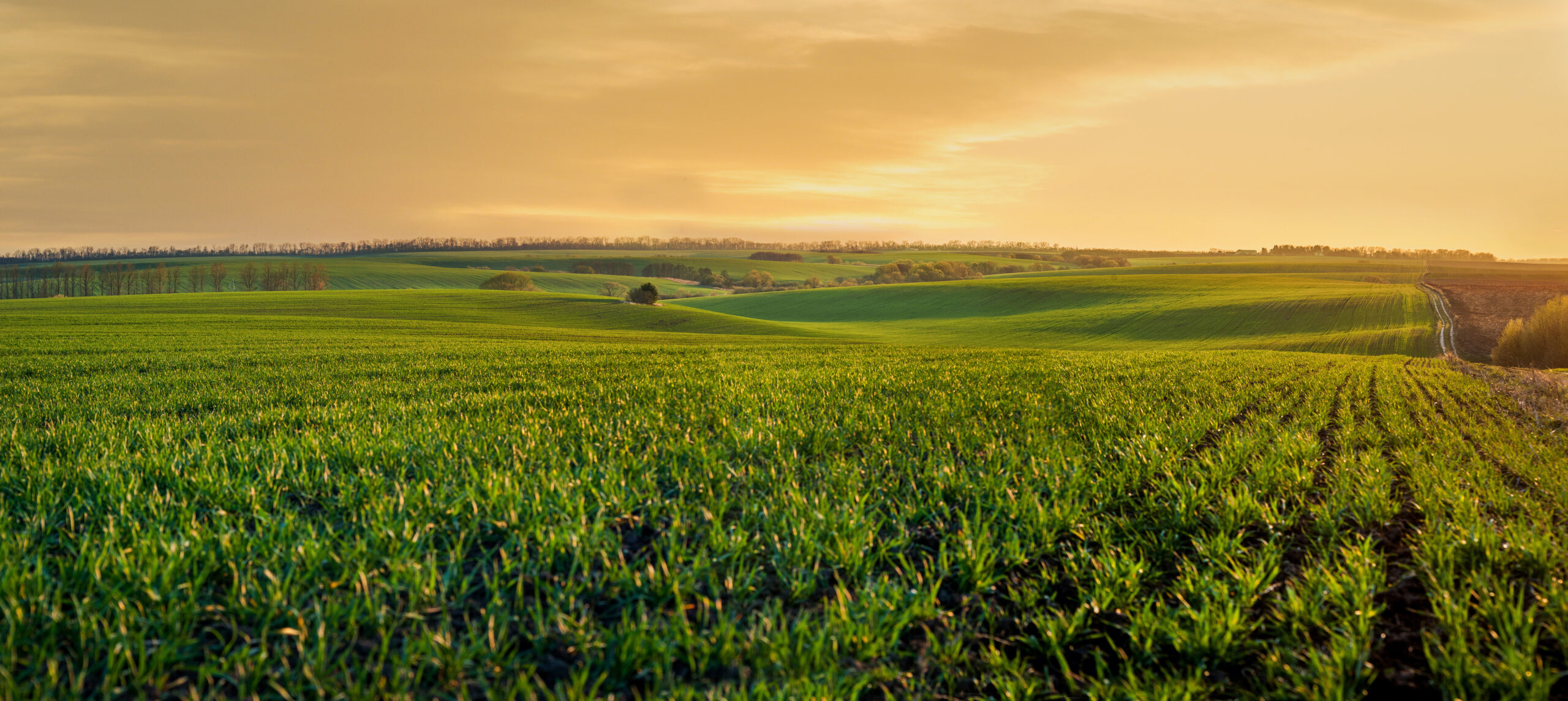 State Strategies for the Rural Health Transformation Program (RHTP): A ...